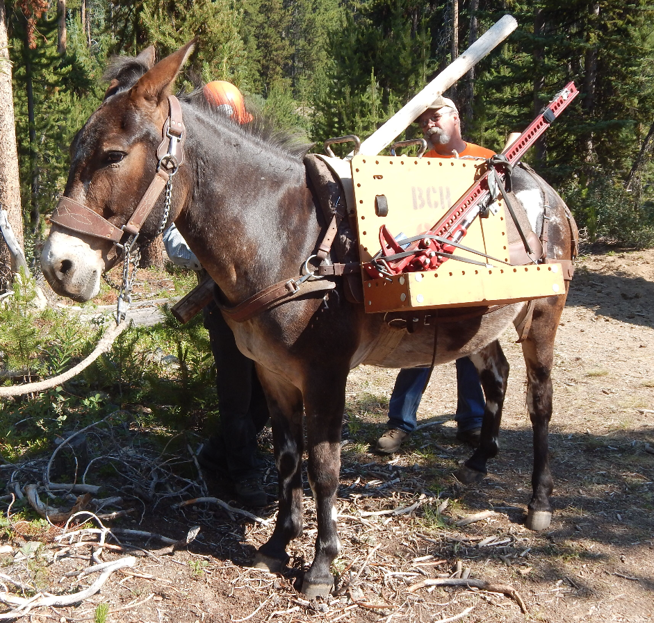 A Pasayten Work Party – Wilderness Working Mules | TrailMeister